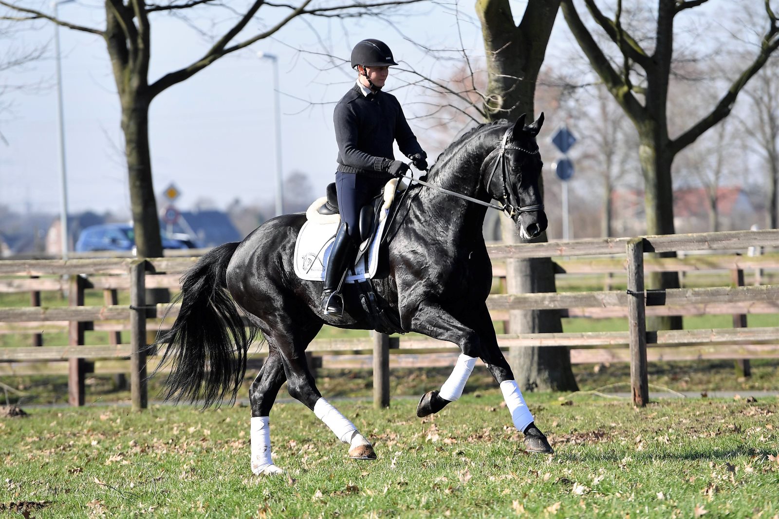 Dark Sensation | Sporthengste Krüsterhof